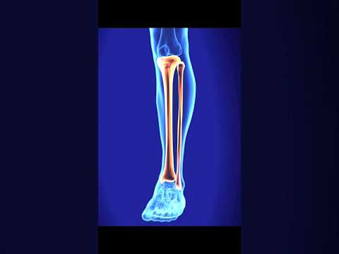 Anatomy of Tibia and Fibula #youtubeshorts #viral #medical #physiotherapy #tibia #fibula #anatomy