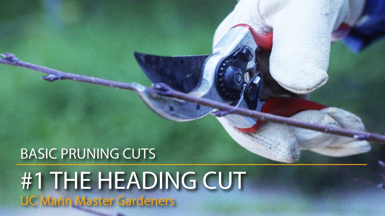 Basic Pruning Cuts 1: Heading Cut