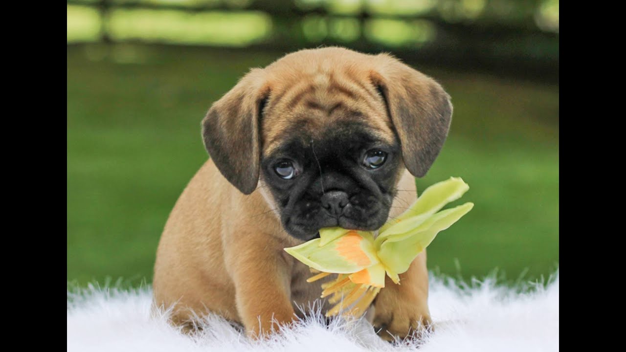 Puggle Puppies for Sale