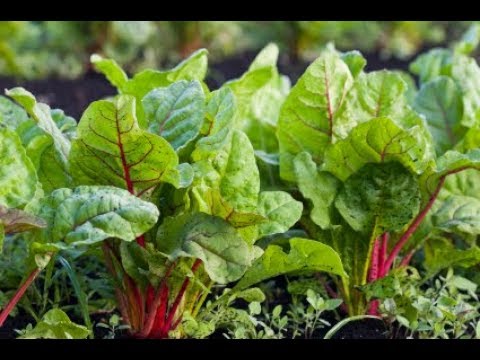 Grow Swiss Chard and Malabar Spinach in your Garden | Garden Update | Hindi/Urdu