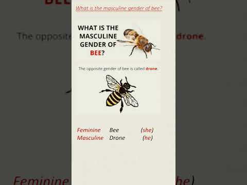 What is the masculine gender of bee?