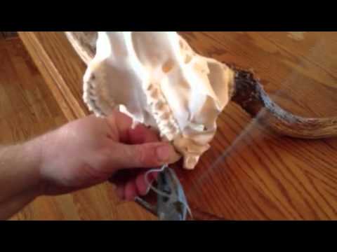 Hang a European Mount