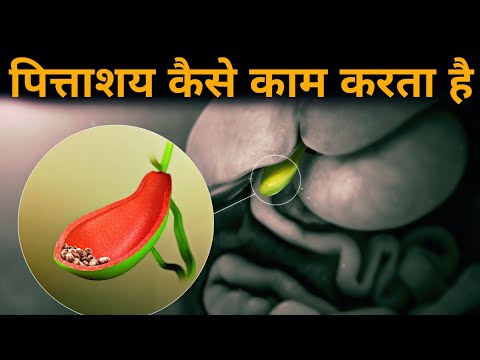 पित्ताशय कैसे काम करता हैं - digestive system 10 - gallbladder anatomy and physiology