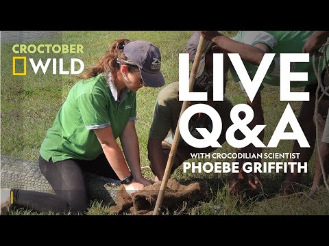 Gharials; Everything You Need To Know | Croctober Live Q&A | National Geographic Wild UK