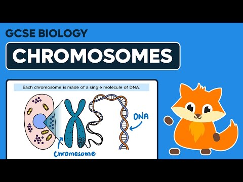 Chromosomes - GCSE Biology