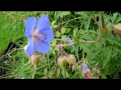Wood Cranesbill (Geranium sylvaticum) - Nature Insights