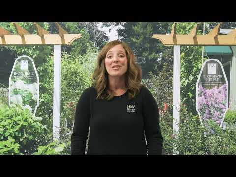 Fertilizing Perennials