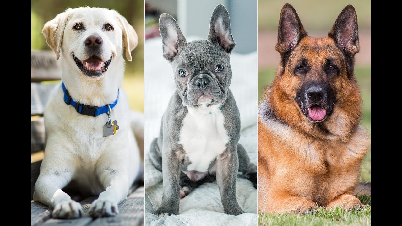 Project : Dog breed prediction