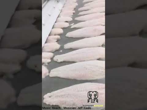 Stainless Steel Belt Tunnel Freezer Tilapia Fish Fillet IQF Freezing Process