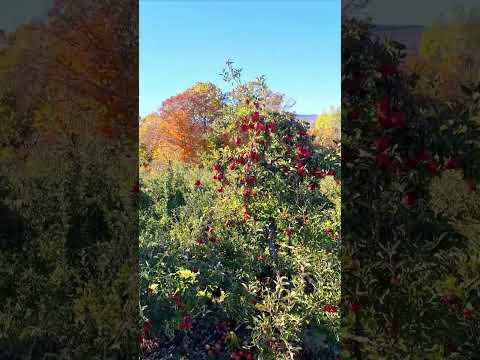 Dressel Farms New Paltz, New York October 20, 2024
