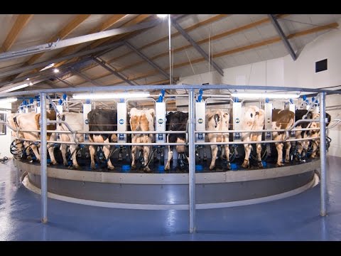 “Cow Rotary” Milking Parlor – Effective Solutions for Dairy ...