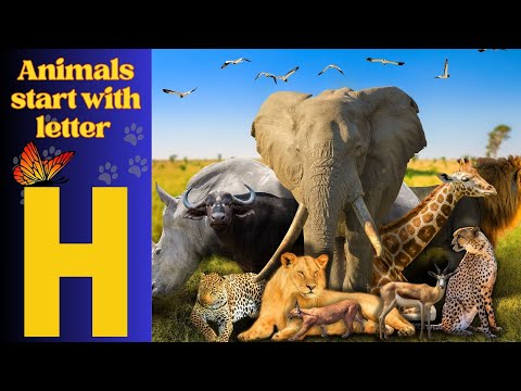 Animals Starting With H| Learn Animal Words That Start With Letters H #animals