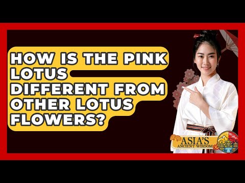 How Is The Pink Lotus Different From Other Lotus Flowers? - Asia's Ancient Wisdom