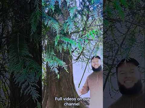 The western red cedar tree 🌲 Medicinal Trees 💚#westernredcedar #cedar #tree #naturesmedicine