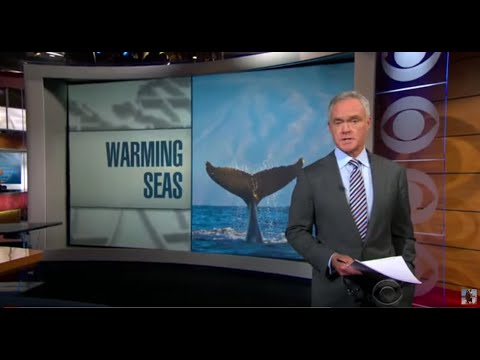 Robs Fishing Channel on CBS National News Nov 15th 2015 - El Nino