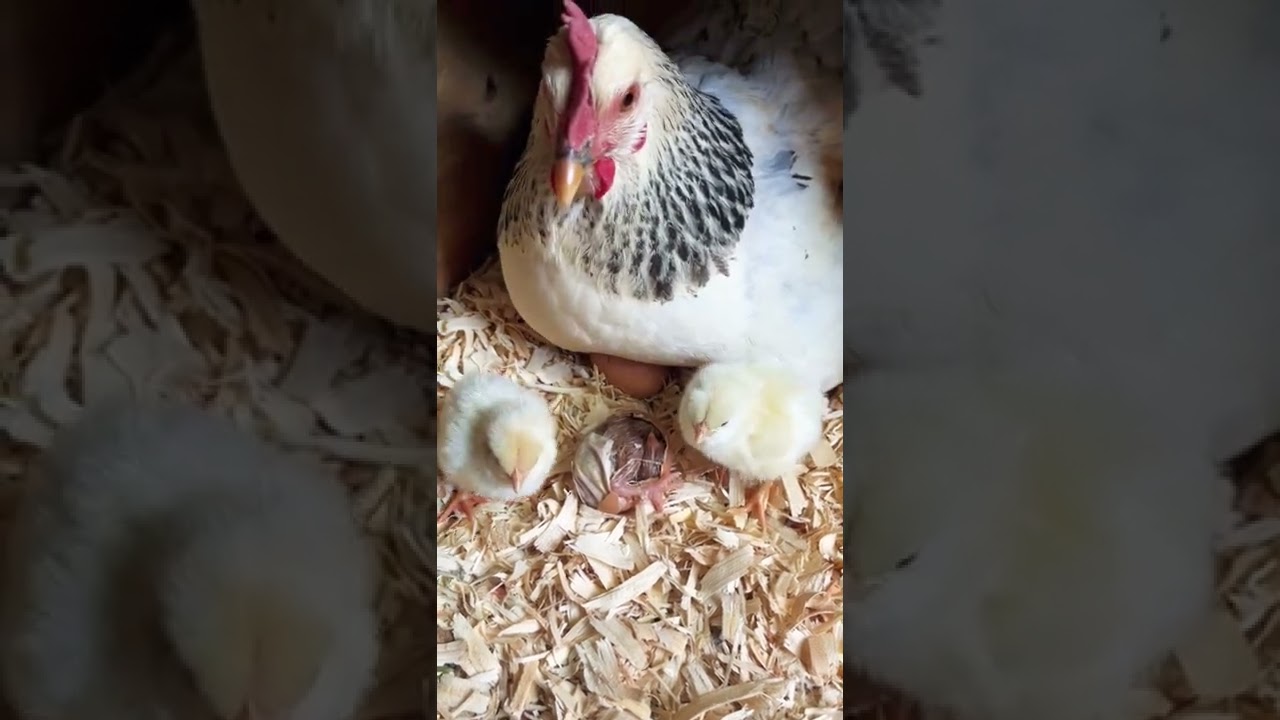 Baby Chick Hatching! 🐣