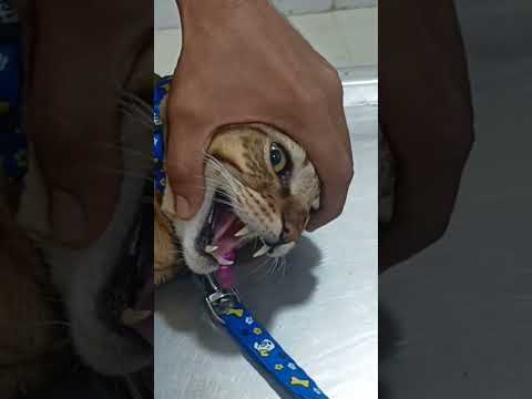Cute Cat's reaction in veterinary Hospital after watching his doctor ( Hate the Injection)
