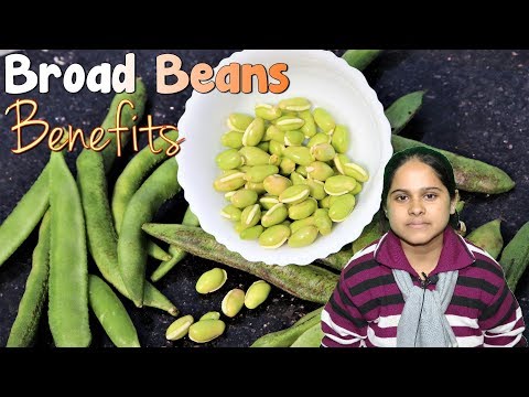 Do you know The Health Benefit Of Broad Beans? If no, you should Give a Look!