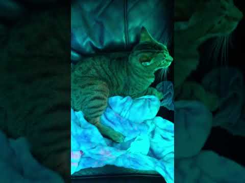 His name is jasper#funny#jasper #comedy #shortsvideo #cat #love
