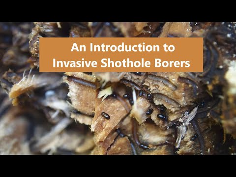Introduction to Invasive Shothole Borers