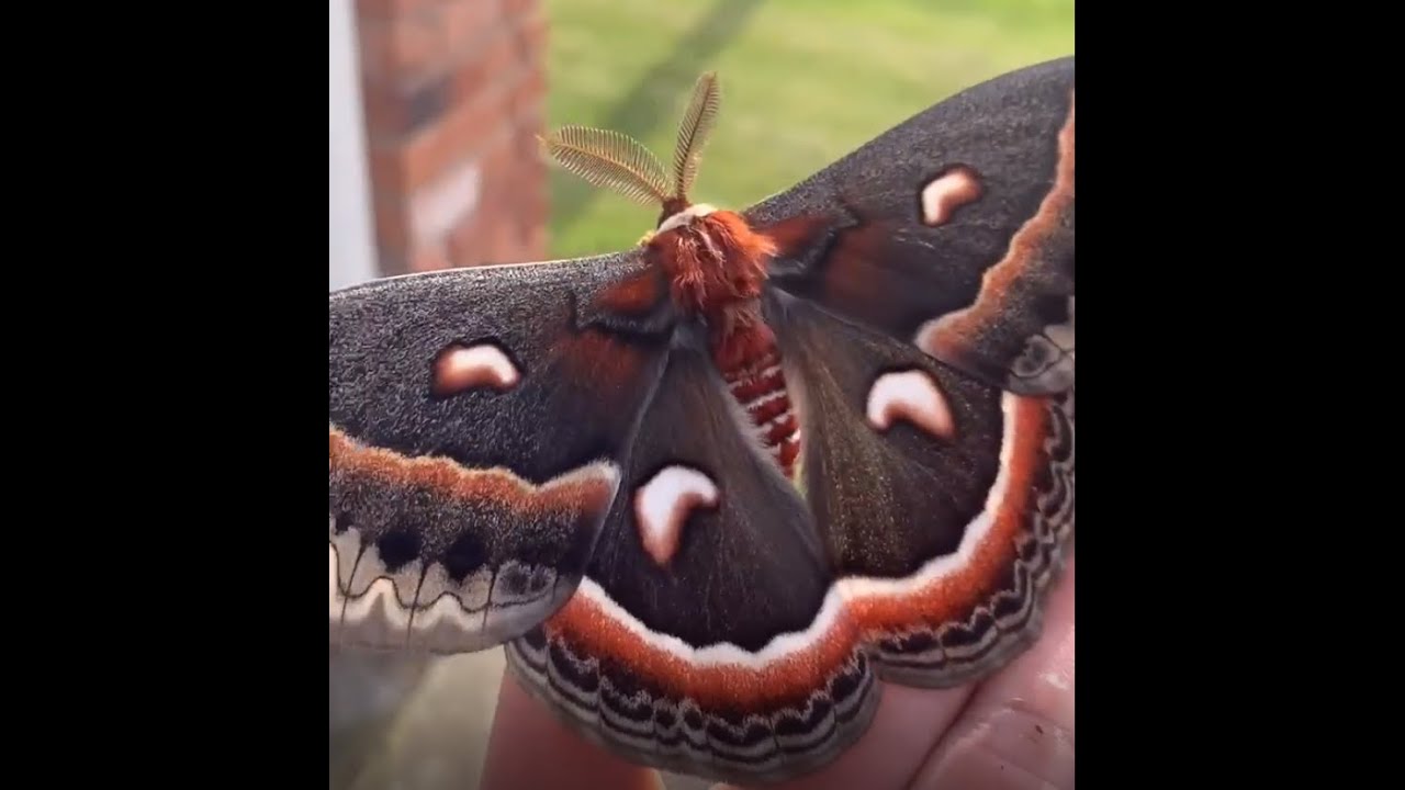 Rare Cecropia Moth!