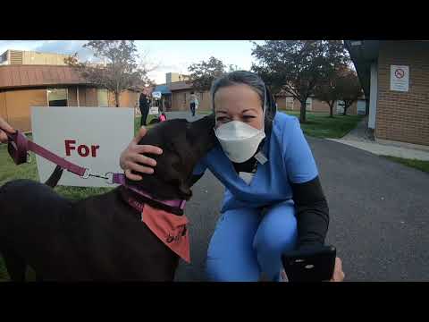 Gentle dogs comfort front line healthcare workers