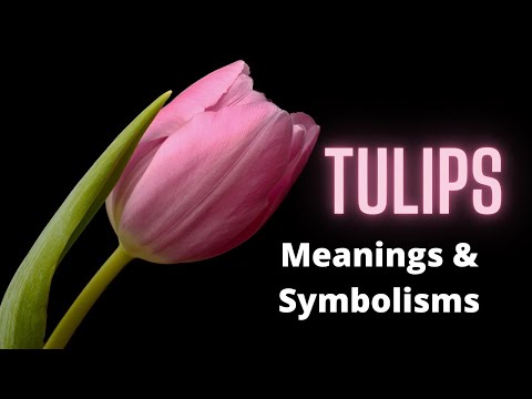 Tulips - The Meaning and Symbolism Behind this Popular Flower
