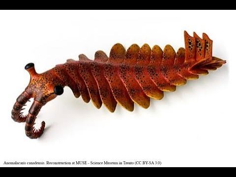 The Anomalocaris