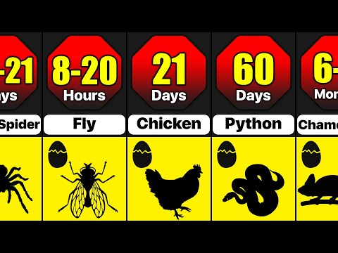 How Long Does It Take Different Animal's Eggs To Hatch | Incubation Time Of Different Animal Eggs