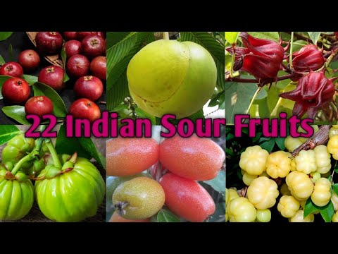 22 Indian Sour Fruits || Sour fruits || Sour fruits In India || Indian Fruits