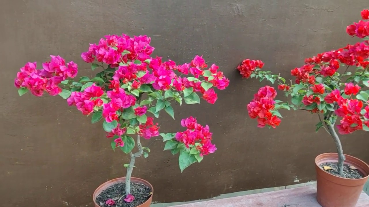 Don't be mistaken - 2 Types of Bougainvillea Flowers Are Also Beautiful
