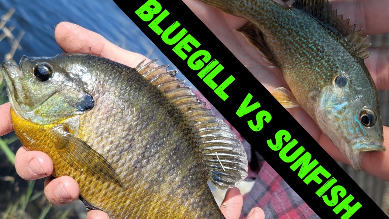 Bluegill vs Green Sunfish: How to identify the differences