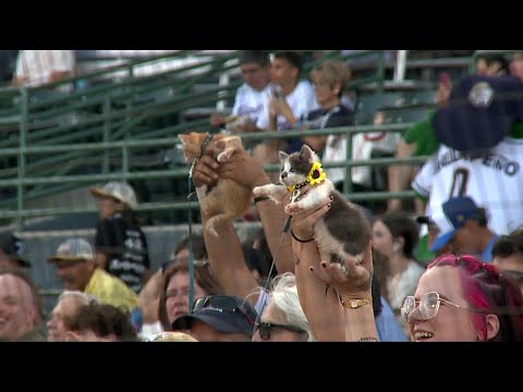 San Antonio Missions chase playoffs; cats steal the show at Wolff Stadium