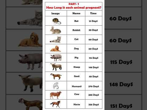 How Long Does Pregnancy Last In Pigs? - Rich- Farmer