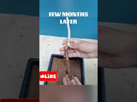 Grow Adenium from cuttings/how to propagation in Adenium plant