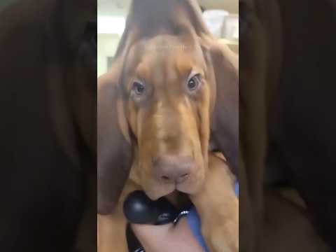 #31 Funniest Cats And Dogs videos ๐ถ๐ฑ #funny #animals #cuteanimals