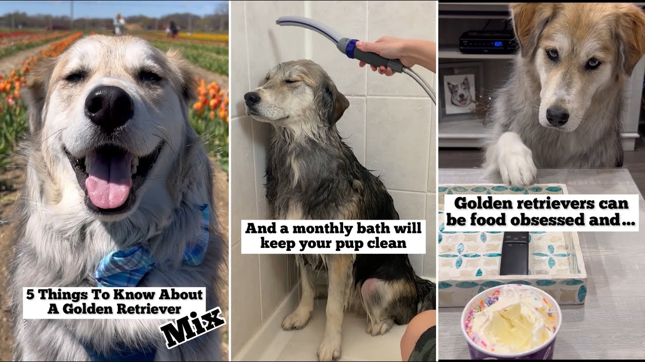 5 Things To Know About A Golden Retriever Mix