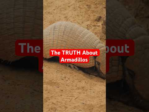 Armadillos are Incredible! #animalfacts #animals #armadillo