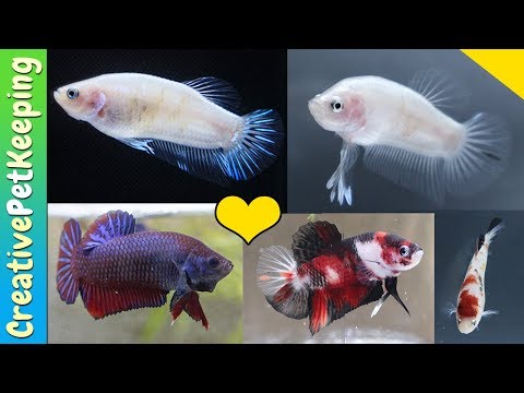 Betta Fish For Sale 💦 | Fish Fan Friday
