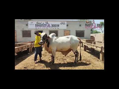 CHOLISTANI BACHRA | BHAIJAAN CATTLE FARM ❣️ #cow #shortvideo #youtubeshorts