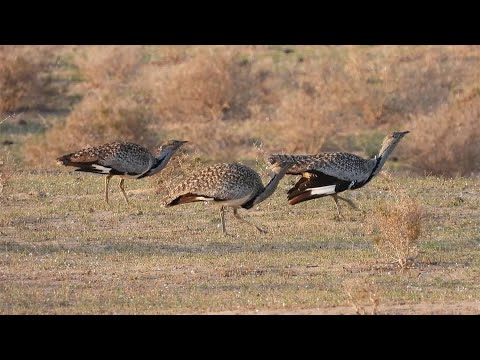 Houbara Bustards (Chlamydotis undulata fuertaventurae), Lanzarote