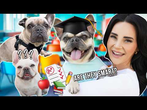 Which Dog Is SMARTEST?