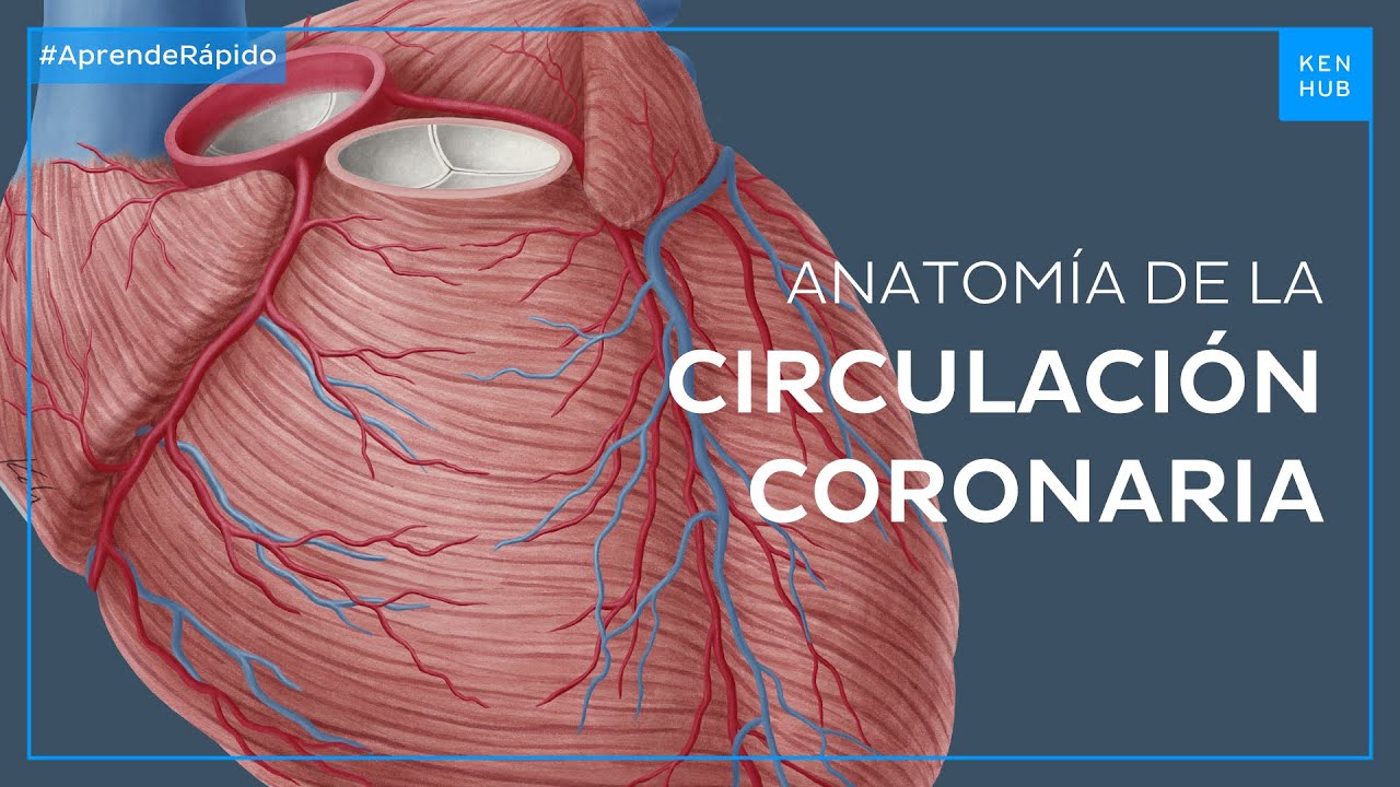 Circulación coronaria en 2 minutos: Arterias y venas - Anatomía Fácil | Kenhub