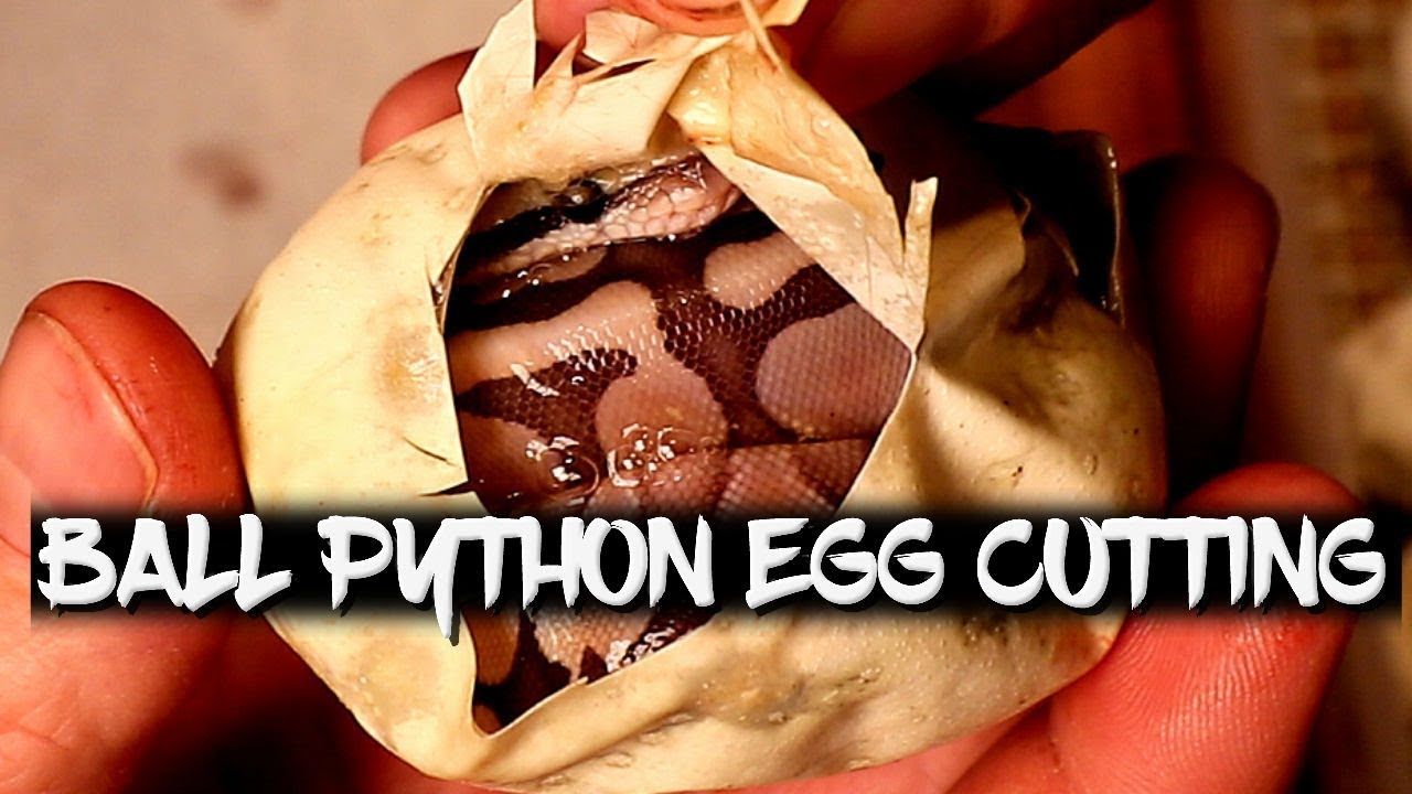 Cutting ball python eggs before they hatch!