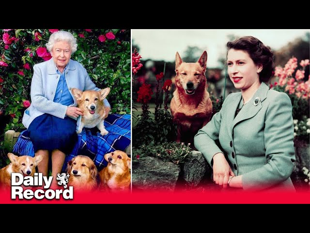 How many corgis has the Queen had in her lifetime? Image of last two ...
