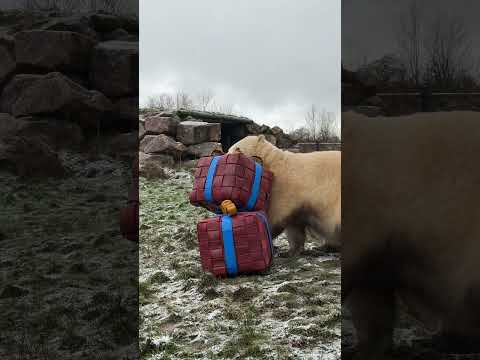 Presents for the polar bears π
