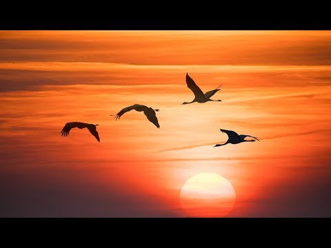 Amazing Instrumental Music! Silhouette of birds at sunset!