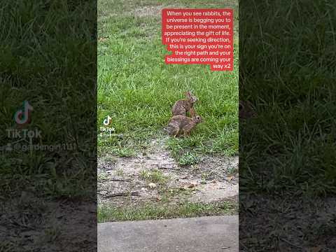 Rabbit Spirit Guides π #spiritanimal #yearoftherabbit2023