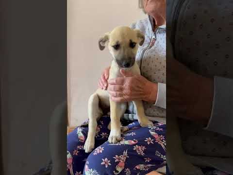 adopt a rescue dog - small terrier mix #puppy #adoptionrocks #dachshund