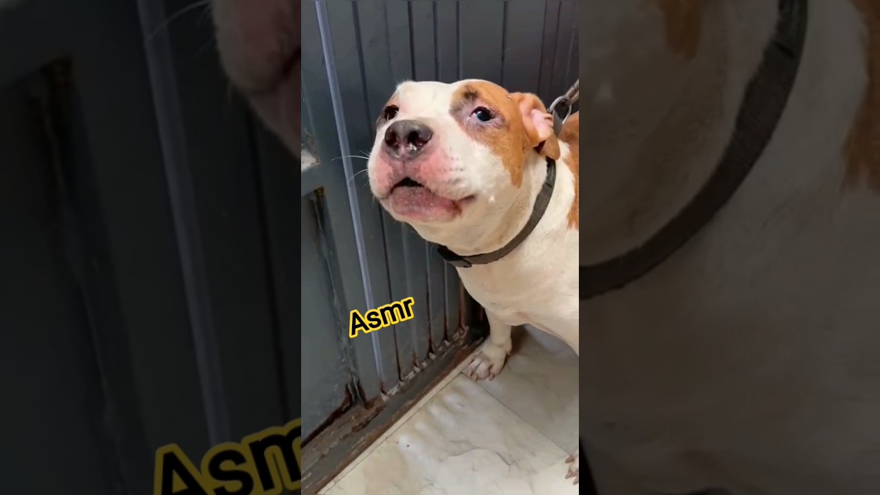American Terrier bathing #dog #love #pitbull #asmr #doglove #satisfying #satisfyingvideo #pinmob .